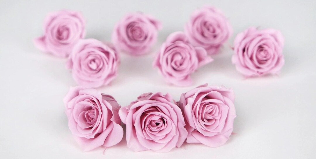 Preserved Roses, 9 Rose Heads, Crystal Pink, Preserved Flowers, Rose ...