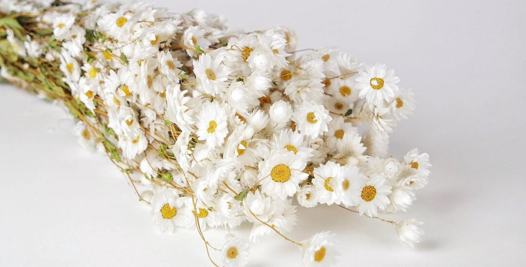 Ammobium, Dried White Daisies, Rodanthe Natural, Rustic Home Decor ...
