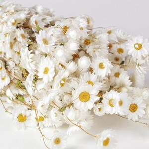 Ammobium, Dried White Daisies, Rodanthe Natural, Rustic Home Decor ...