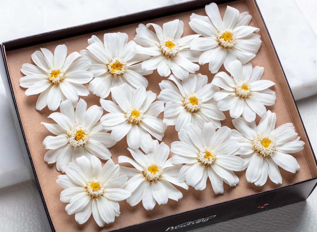 Zinnia Preserved Flowers, Preserved Daisy, Preserved Zinnia, Preserved ...