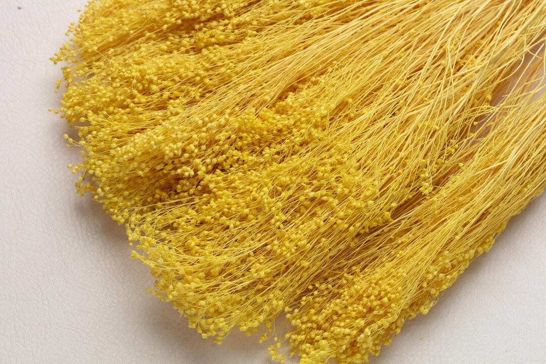 Preserved Broom Bloom, Yellow Color, Dried Flowers, Decoration, Gift ...