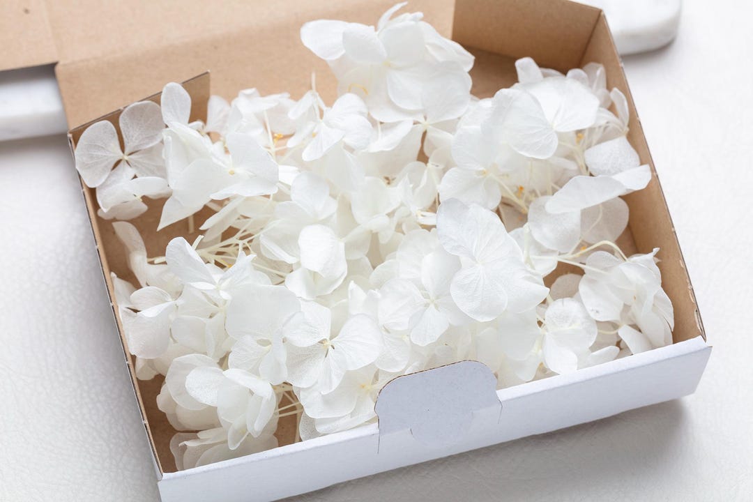 Preserved Hydrangea, Stabilized Flowers, White Hydrangea, High Quality ...