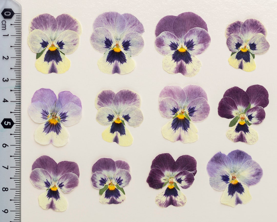 Pansy 15 Pcs Violas, Pressed and Dried. Dried Plants for Crafting, Real ...