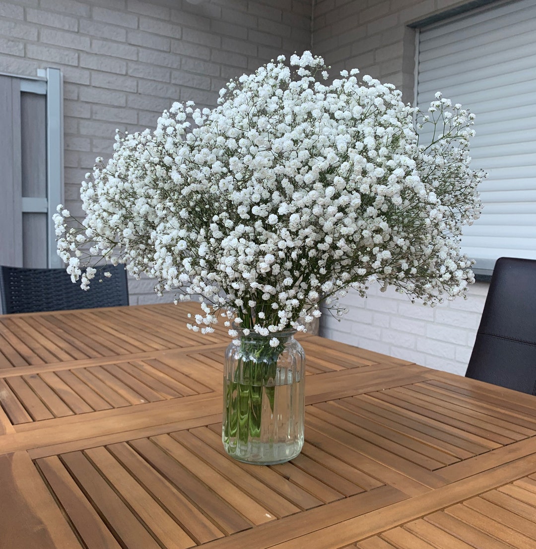 Baby Breath, White Fresh Gypsophila, 20 Real Big Stems, Natural Baby's ...