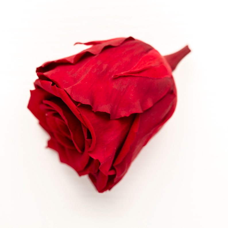Preserved Rose, Preserving Roses, Red Dried Rose, Everlasting Infinity ...