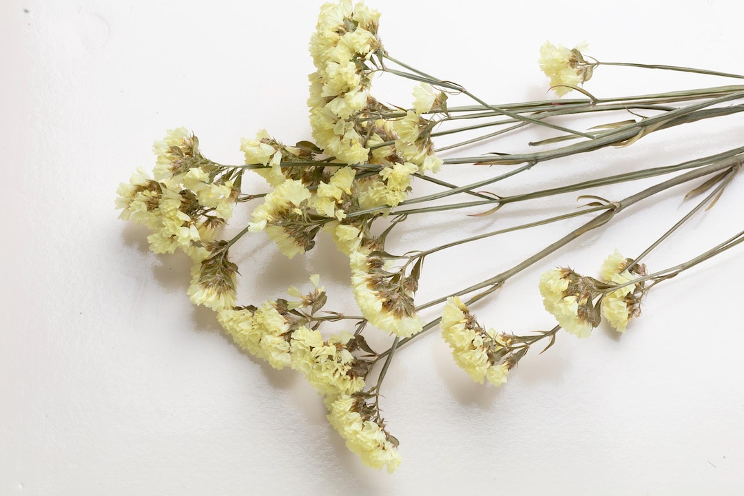 Dried Statice Limonium, Yellow, Flowers, Home Decor, Dried Flowers ...
