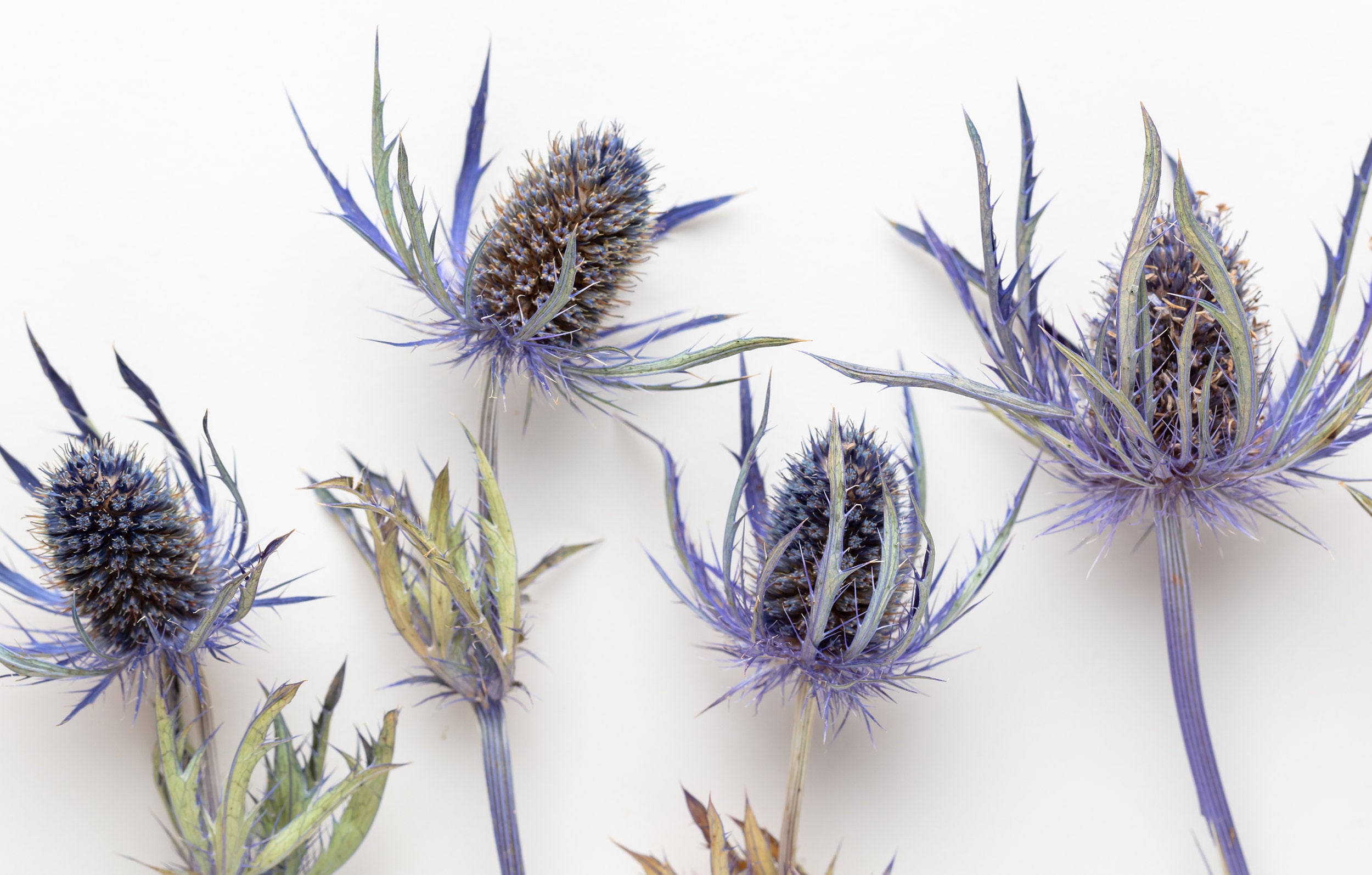 Dried Eryngium Natural Blue Thistle Dried Thistle Natural - Etsy Australia