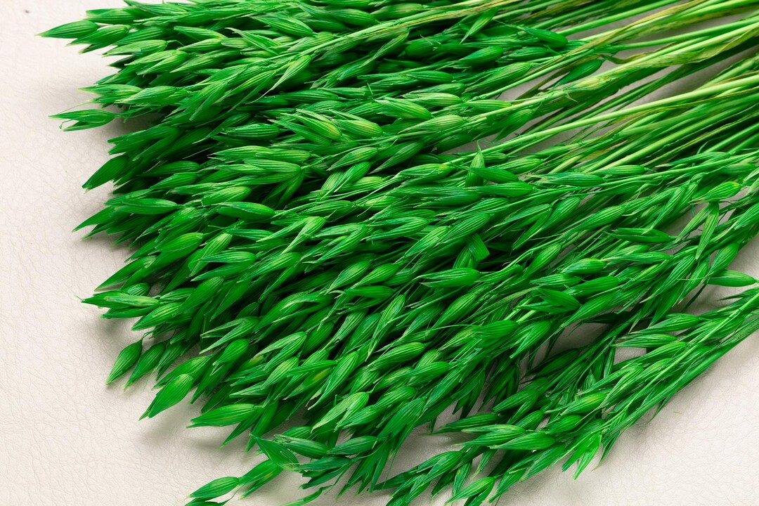 Dried Avena, Oats, Light Green Color, Natural Oats, Dry Oats, Family ...