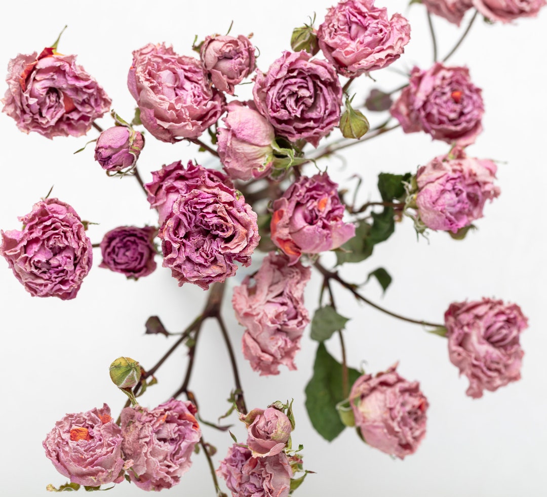 Dried Mini Rose Flower for Resin, Jewelry, Dry Red Mini Roses, Small ...