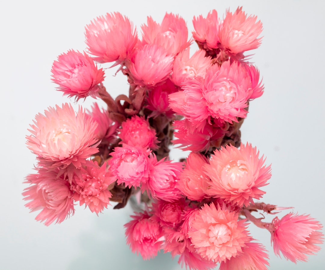 Kaaps Flower, Cape Strawflower, Natural Pink, Home Decor, Dried Flowers ...