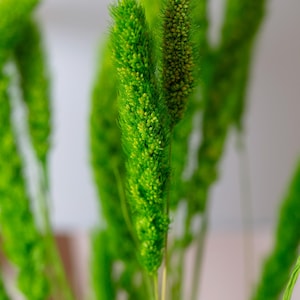 Setaria, Preserved Setaria, Spring Green, Setaria Pendula, Setaria ...