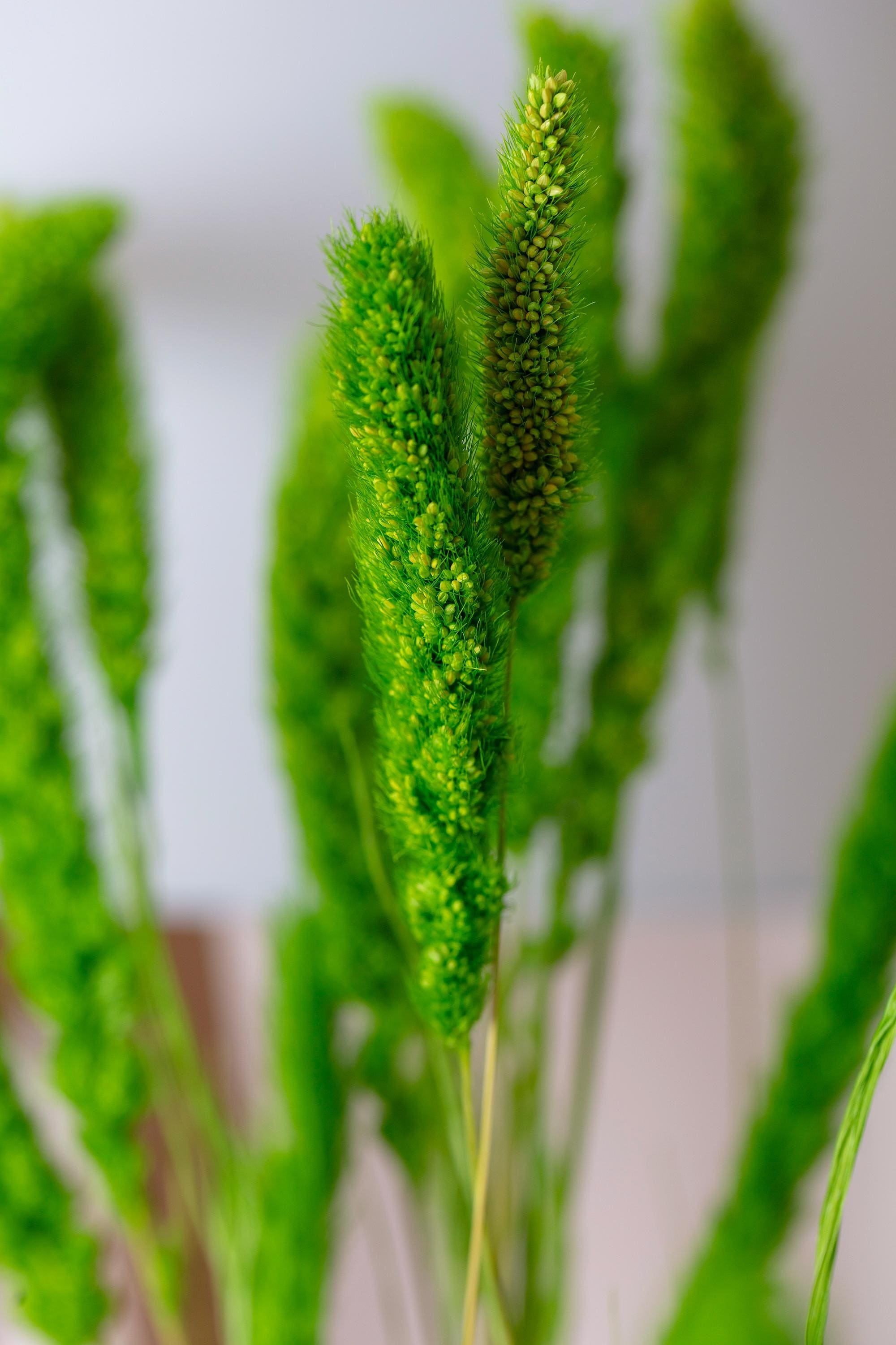 Setaria, Preserved Setaria, Spring Green, Setaria Pendula, Setaria ...