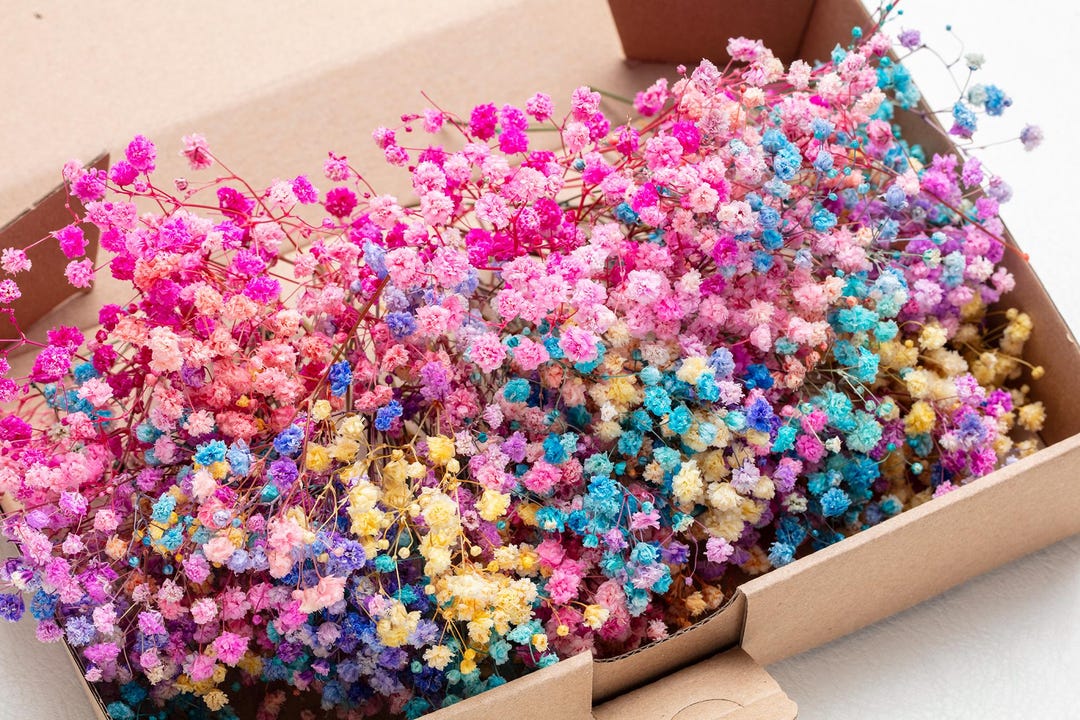 Color Baby Breath for Wedding Favors, Colored Preserved Gypsophila, 1 ...