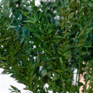 Green Preserved Ruscus, Bunch, Home Decor, Boho Wedding Decoration ...