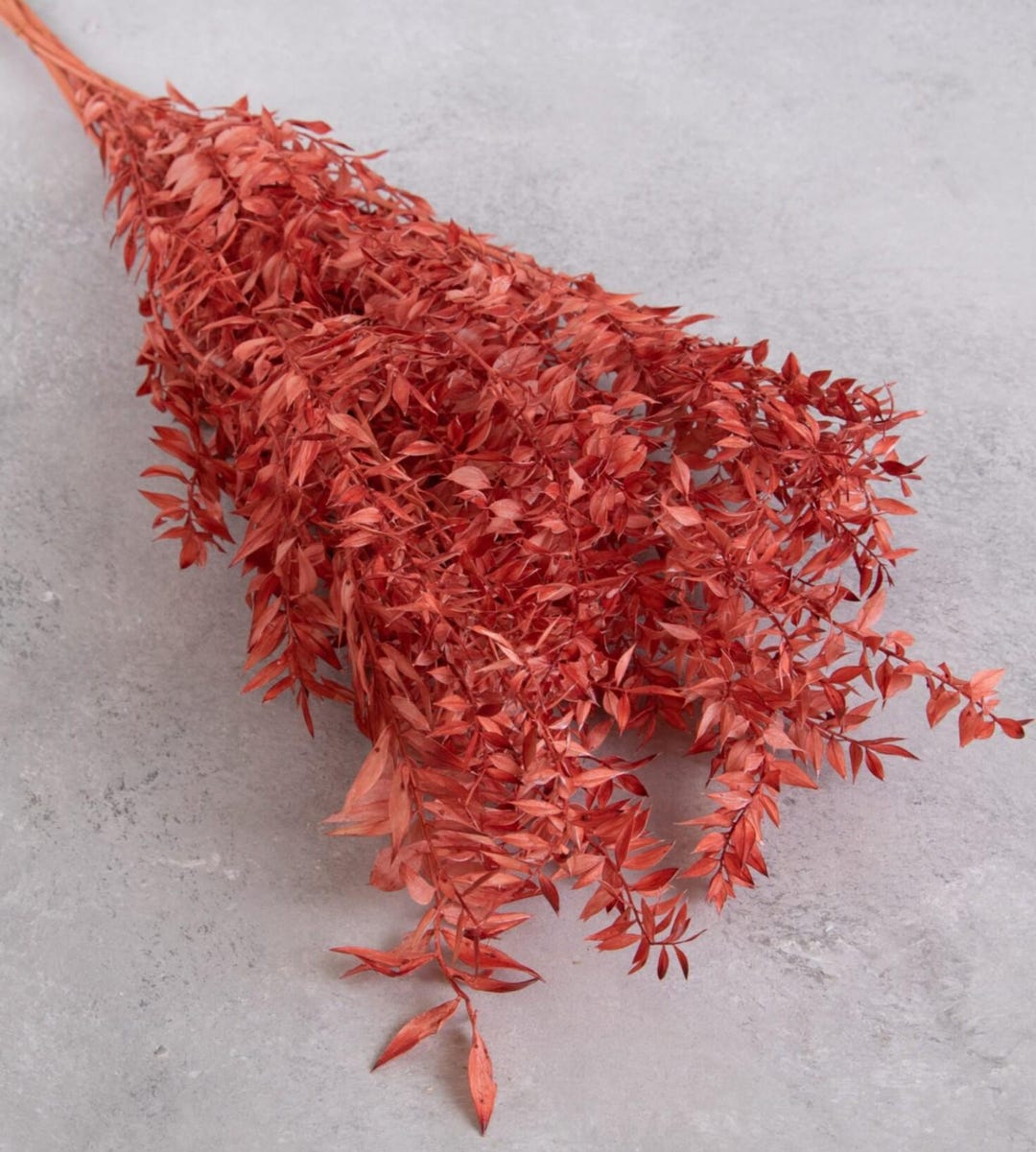 Red Dried Ruscus, Dried Ruscus, Ruscus Bunch, Home Decor, Boho Wedding ...