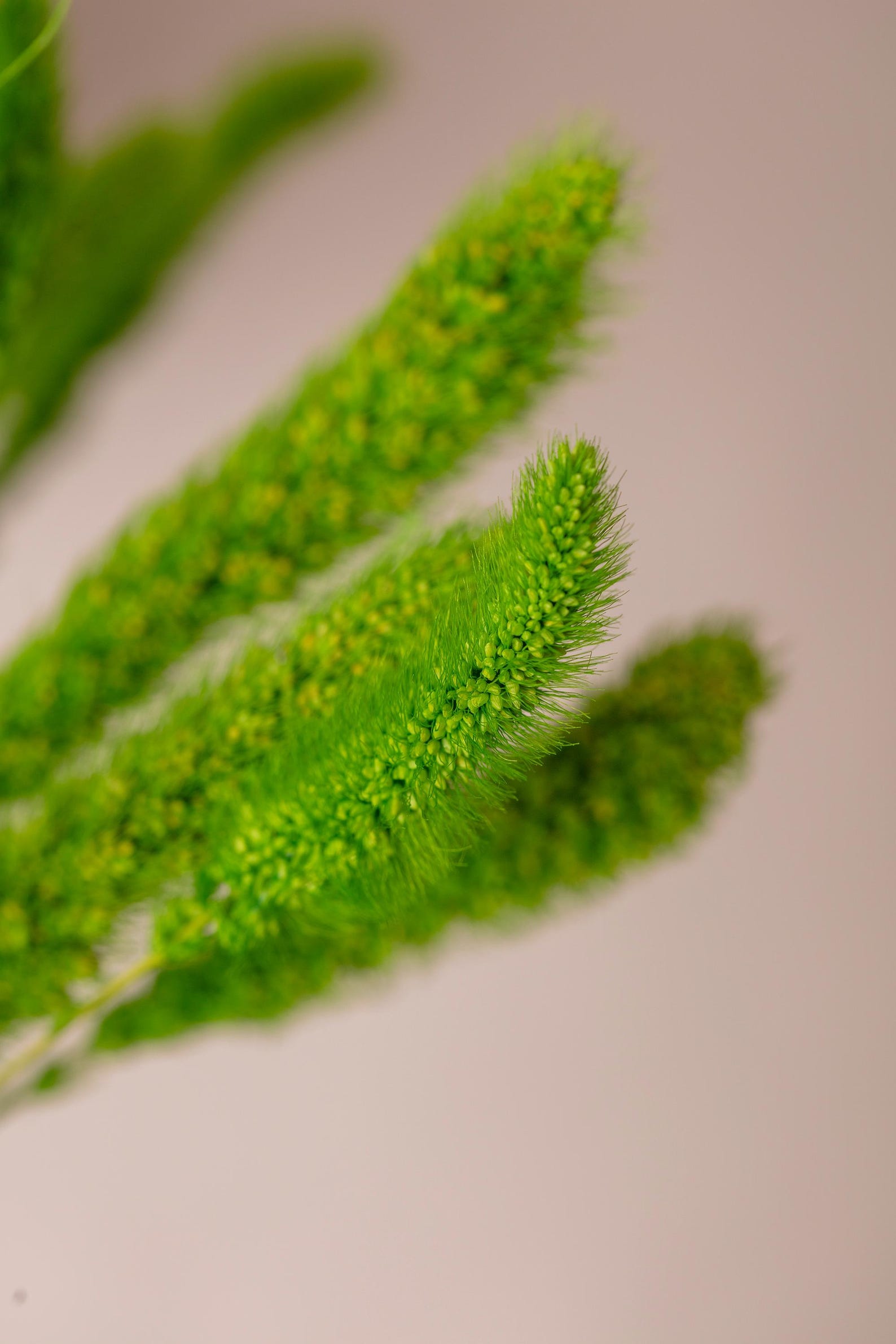 Setaria, Preserved Setaria, Spring Green, Setaria Pendula, Setaria ...