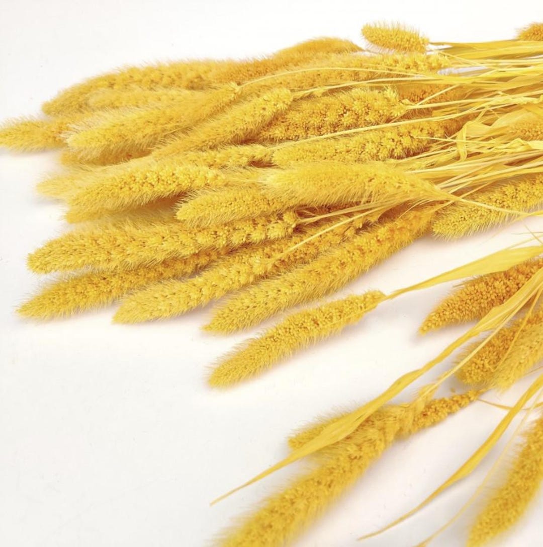 Setaria, Preserved Setaria, Apricot Color, Setaria, Setaria Pendula ...
