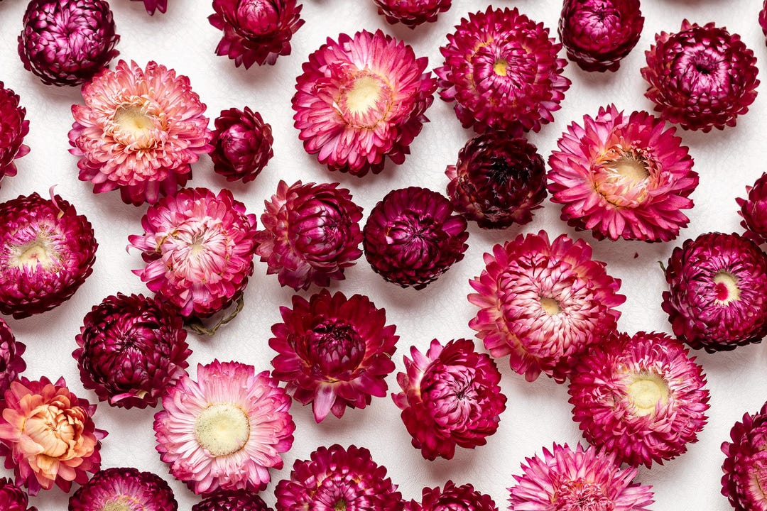 Organic Dried Purple Strawflowers Head, Weddings Decor, Dried Flower ...