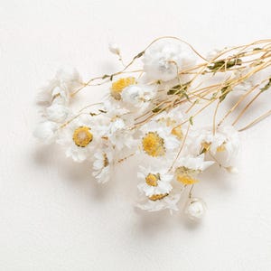 Ammobium, Dried White Daisies, Rodanthe Natural, Rustic Home Decor ...