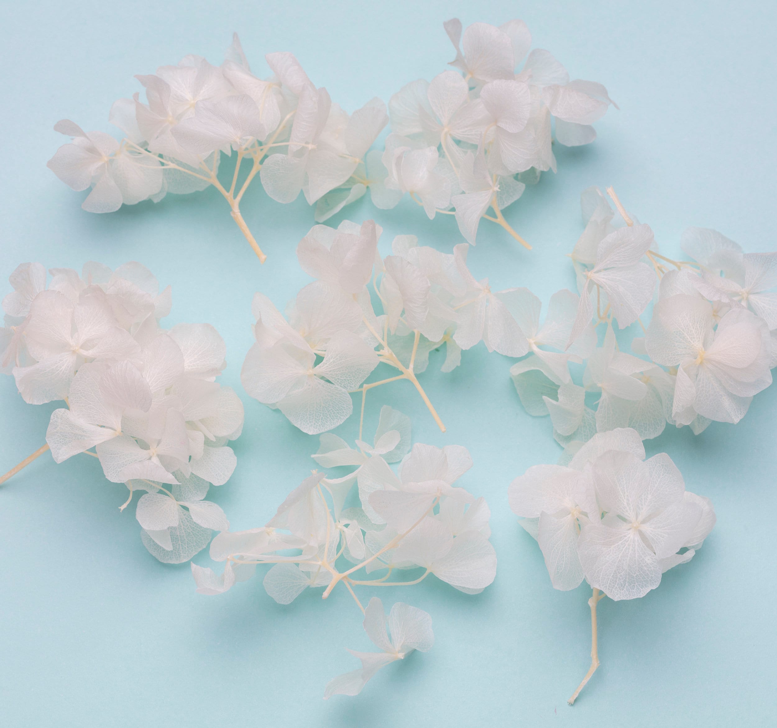 Preserved Stabilised White Hydrangea High Quality Creamy - Etsy