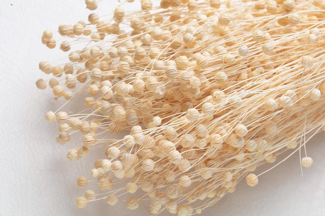 Dried Linum, Bleached White Color, Linum Bunch, Dried Flax Bunch ...