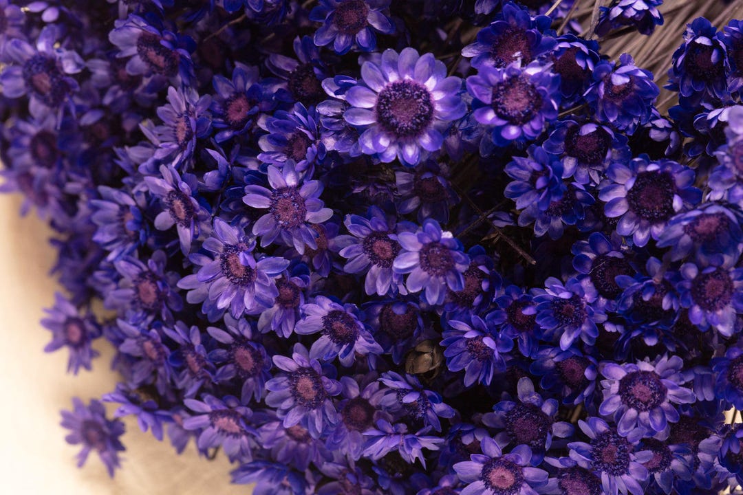 Glixia Dried Flowers, Blue Lilac Color, Dried Flowers, Bouquet of ...