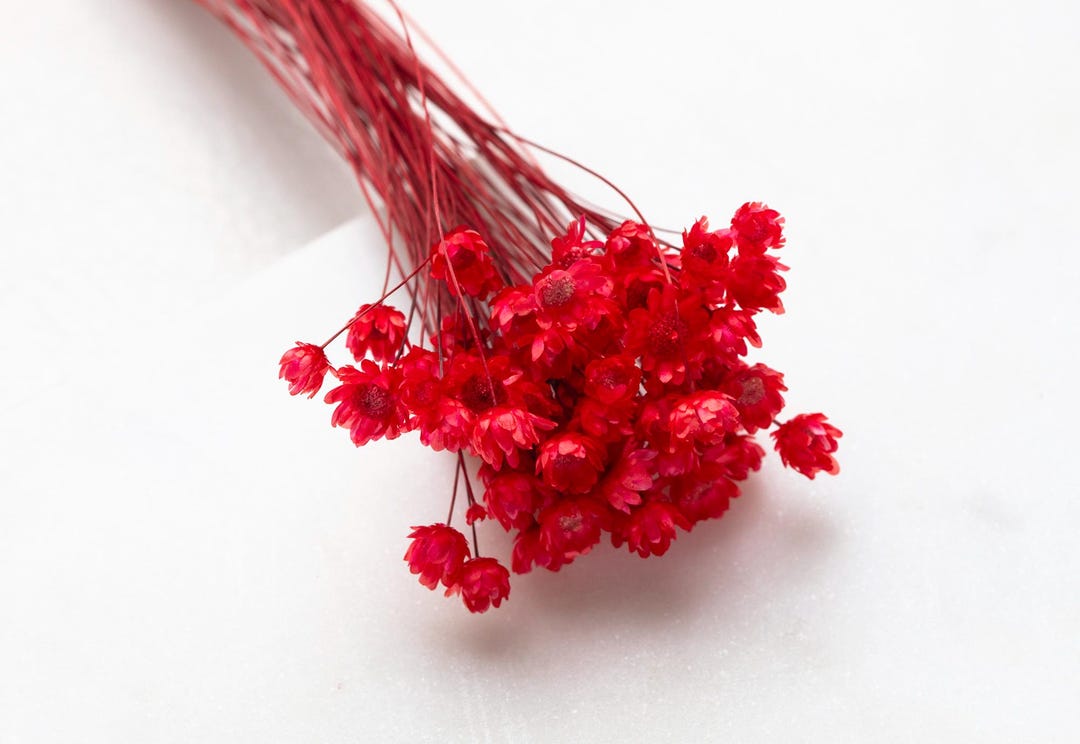 10 Dried Glixia Flowers, Red Natural Bouquet of Flowers, Wedding ...