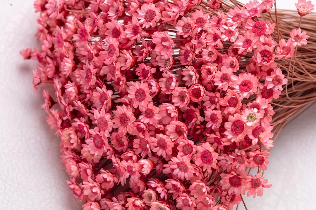 Glixia Flowers, Big Glixia, Dried Flowers, Dark Pink Color, Bouquet of ...