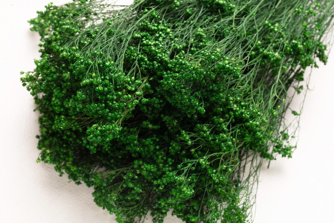 Preserved Broom Bloom, Dark Green Color, Dried Flowers, Decoration Home ...