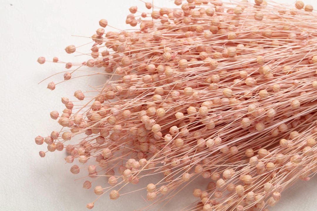 Dried Flowers, Linum, Peach Color, Linum Bunch, Dried Flax Bunch ...