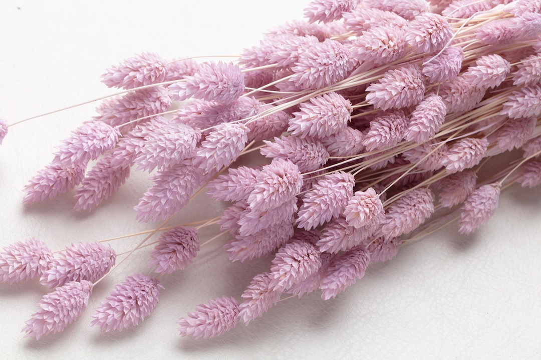Dried Lilac Phalaris, Pastel Color, Phalaris, Dried Flowers, Lilac ...