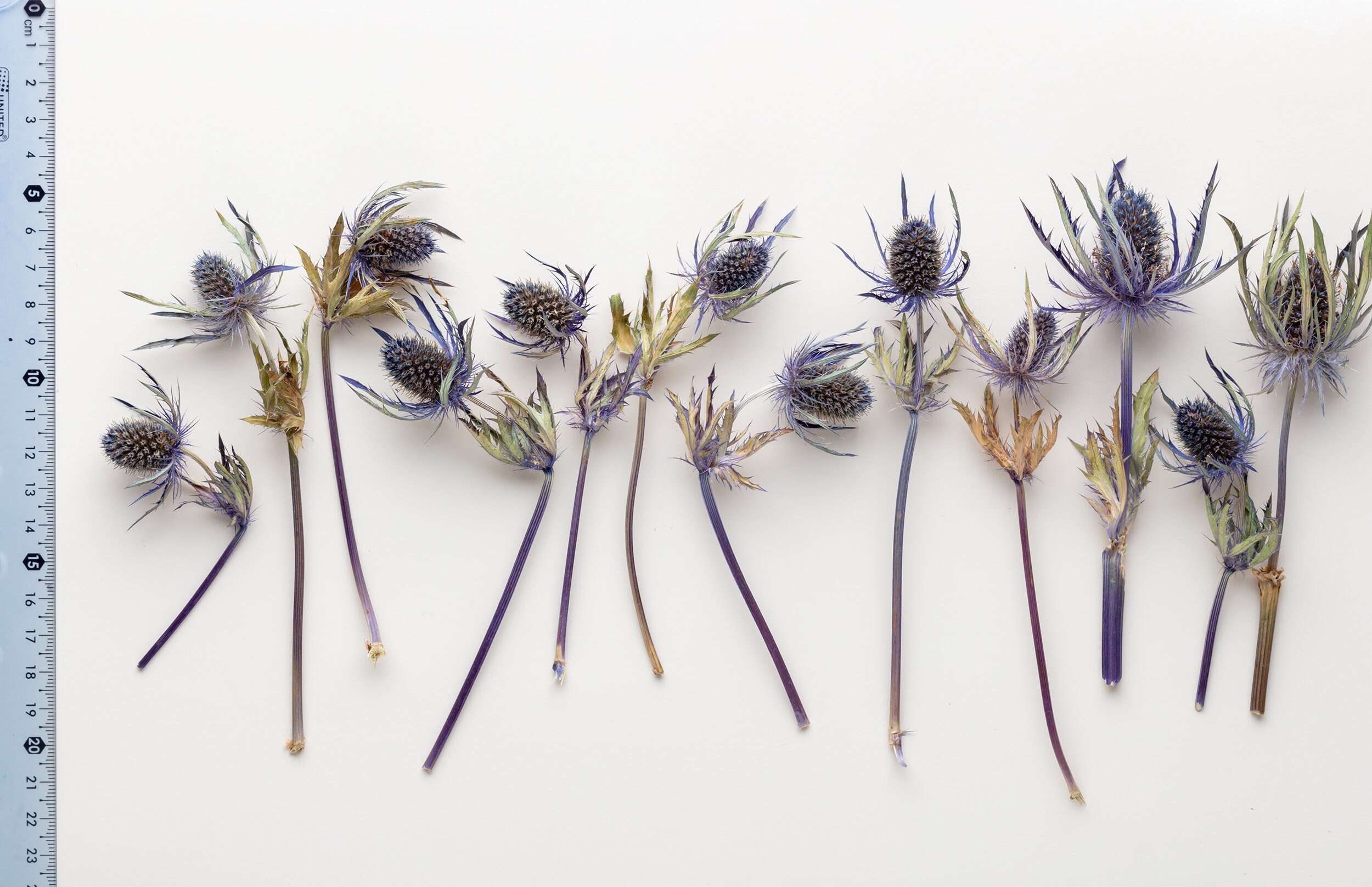 Dried Eryngium Natural Blue Thistle Dried Thistle Natural - Etsy Australia