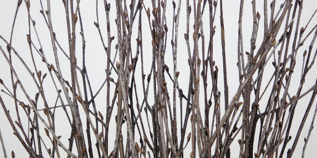 Birch Twigs, Birch Twigs Bundle, Birke, Woodland Wedding, Birch Branch ...