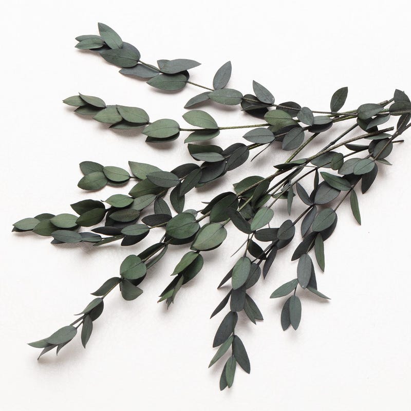 Dried and preserved eucalyptus - Etsy Italia