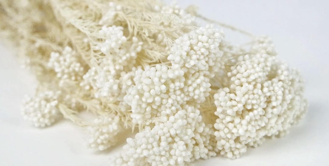 Bunch of Preserved RICE FLOWER Plant | Various Colour | Dried Flowers ...