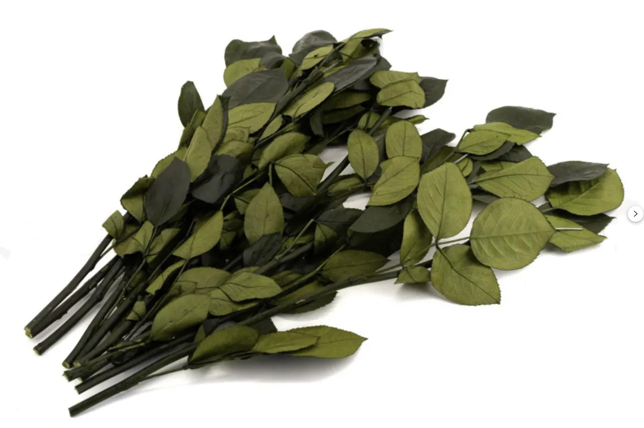 Stabilized, Preserved Rose Stem, Green Stems, İnfinity Rose Stem ...