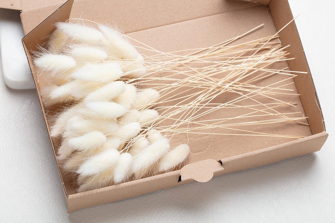 Lagurus, White Bunny Tails, Bleached Dried Lagurus, Dried Grass, Rabbit ...