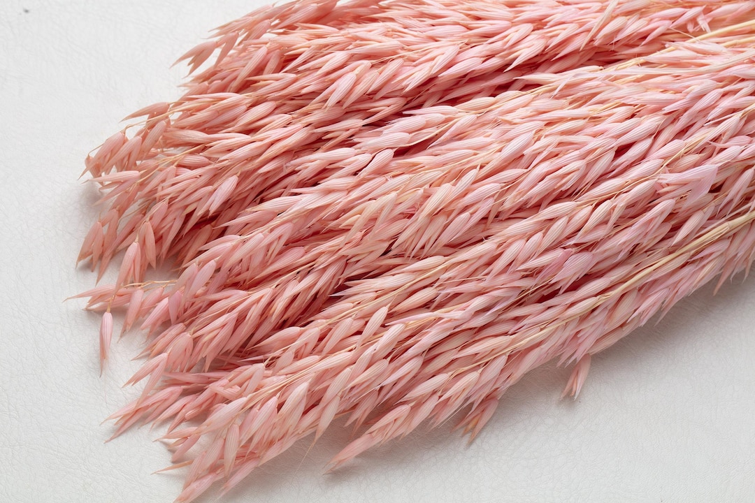 Dried Oats, Pink Color Oats, Stems, Wheat Bunch, Dried Grains, Dried ...