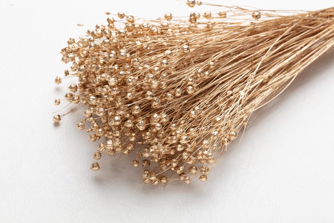 Dried Gold Linum Bunch, Dried Flax Bunch, Gold Color, Natural Dried ...