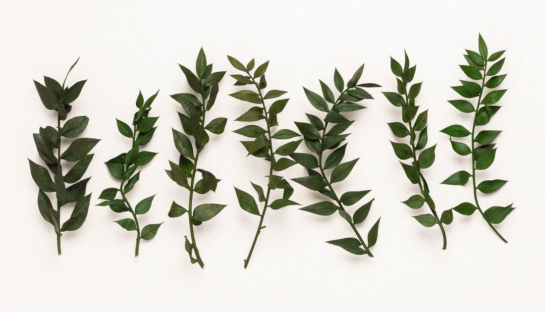 Preserved Ruscus, Green Ruscus | Preserved Stems | Boho Wedding Decor ...