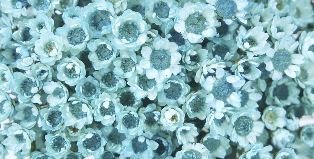 Glixia Flowers, Dried Flowers, Light Blue, Bouquet of Flowers, Wedding ...