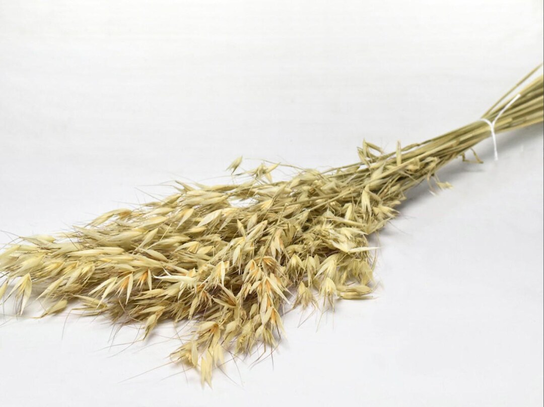 Dried Avena, Oats, Natural Color, Oats, Dry Oats, Family Wedding Flower ...