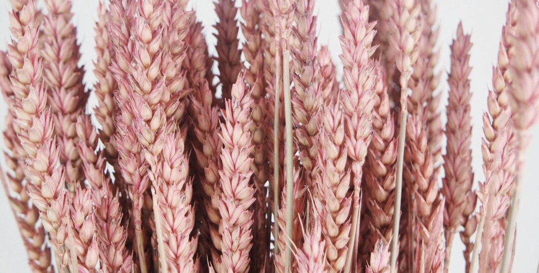 Dried Wheat, Bunch, Grenadine Color, Wedding Decoration, Rustic ...