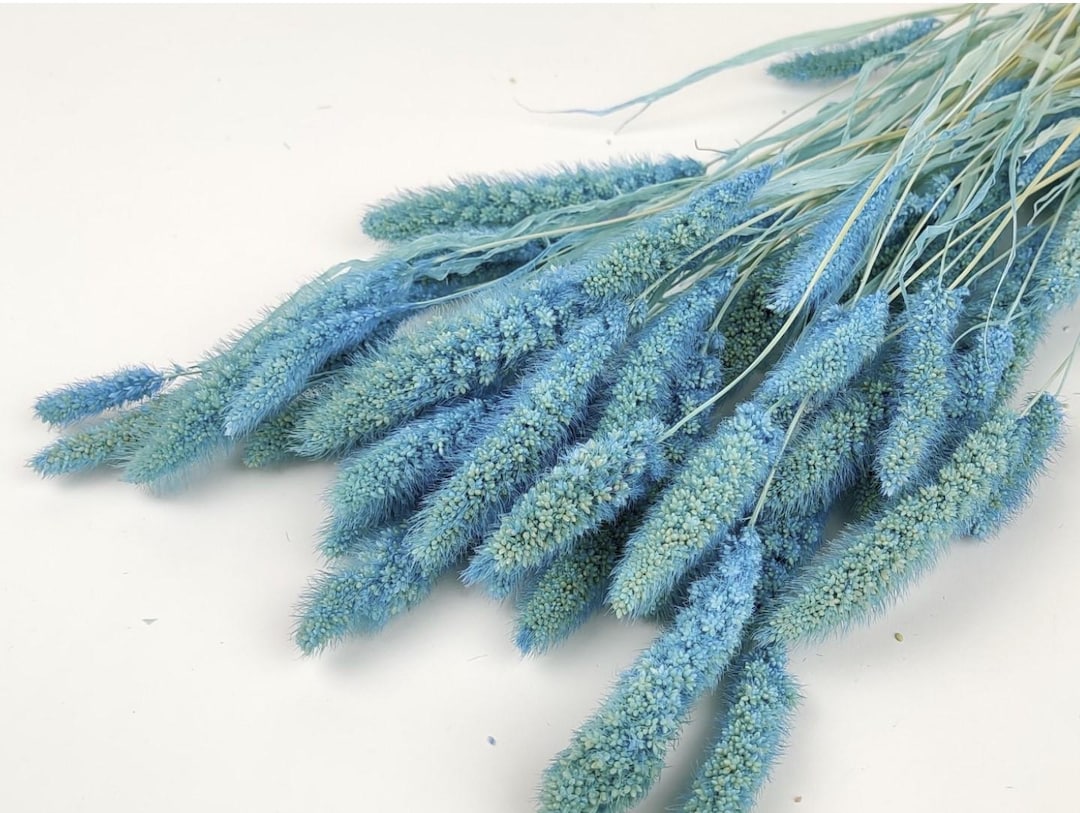 Setaria, Preserved Setaria, Light Blue, Setaria, Setaria Pendula ...