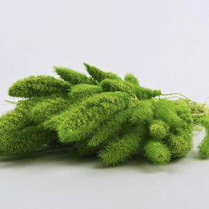 Setaria, Preserved Setaria, Spring Green, Setaria Pendula, Setaria ...