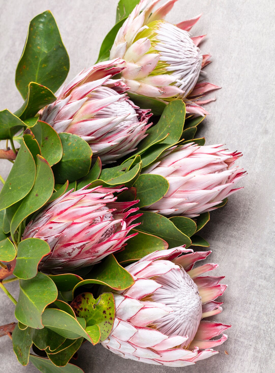 Fresh King Protea Flower, Natural Pink, PROTEA Branches, Fresh Flower ...