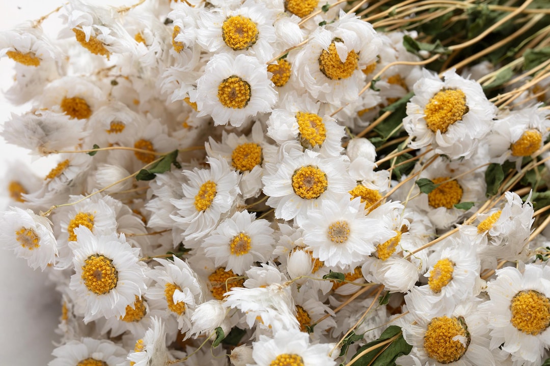 Ammobium, Dried White Daisies, Rodanthe Natural, Rustic Home Decor ...