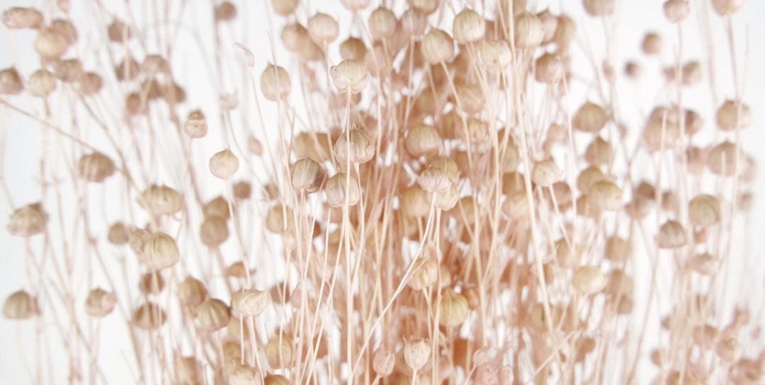 Dried White Linum Bunch, Dried Flax Bunch, Porcelain Pink Color ...