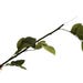 Stabilized, Preserved Rose Stem, Green Stems, İnfinity Rose Stem ...