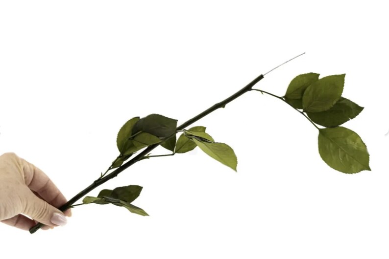 Stabilized, Preserved Rose Stem, Green Stems, İnfinity Rose Stem ...